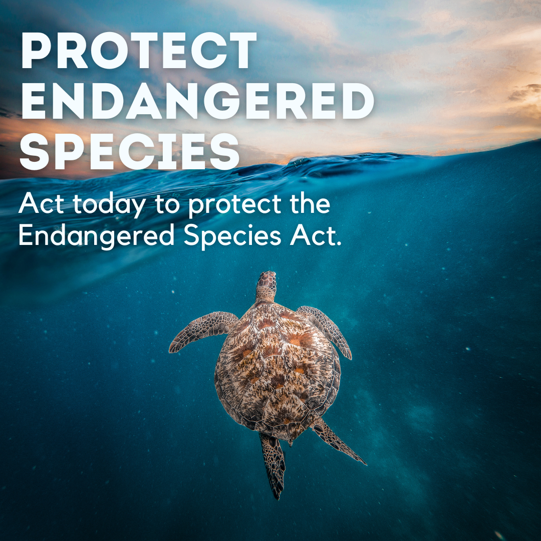 Act for the Endangered Species Act! - Protect Endangered Species