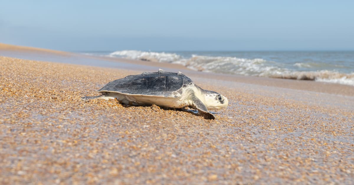 Support the Sea Turtle Rescue Assistance Act