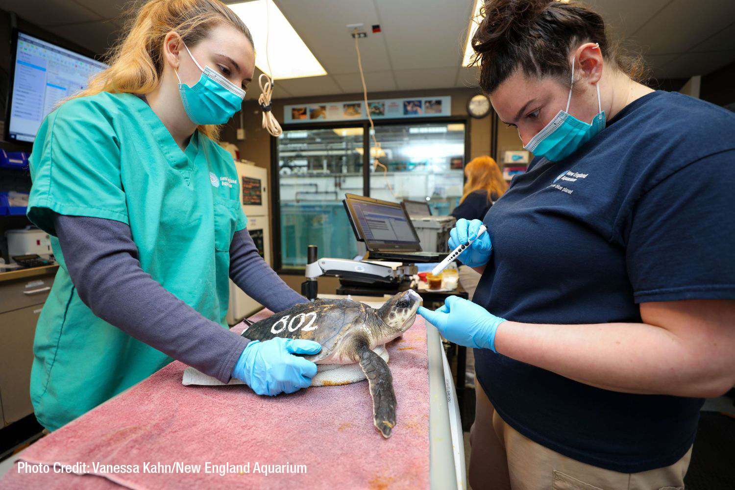 Support the Sea Turtle Rescue Assistance Act